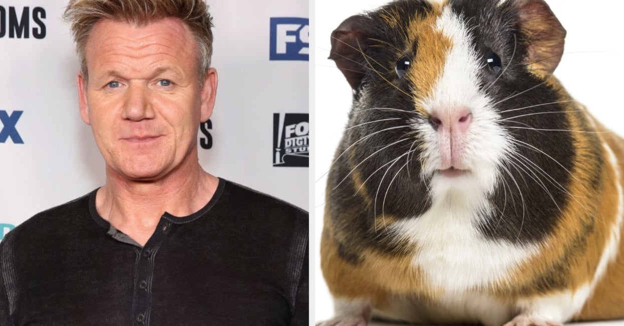 Gordon Ramsay Talked About Eating Guinea Pigs And Revealed They Are ...