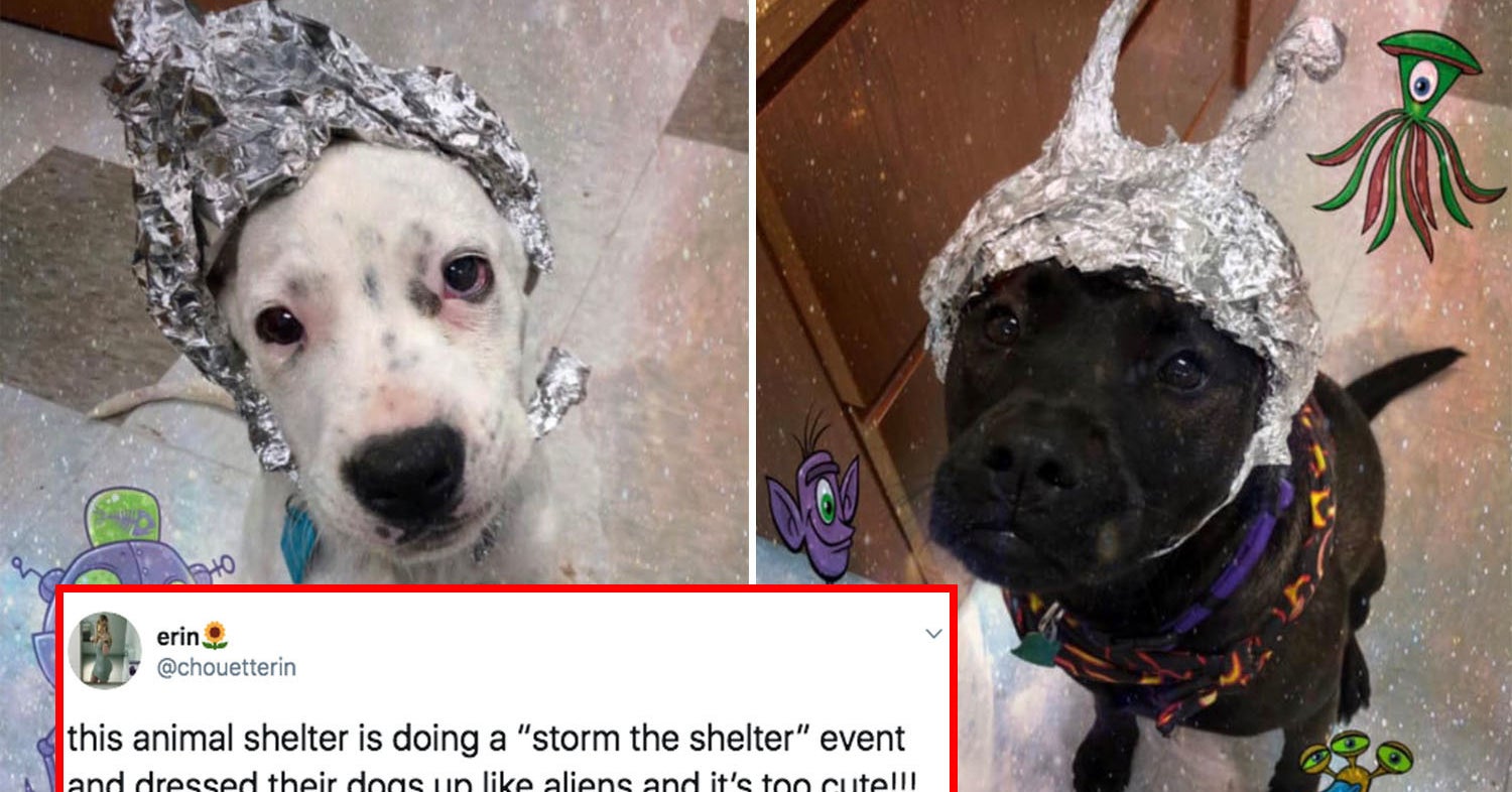 Dog Posts From This Week — July 26, 2019