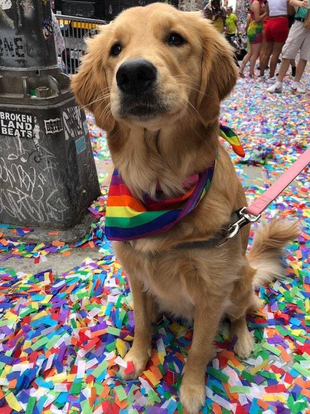 The Best Dog Posts From This Week — July 5, 2019