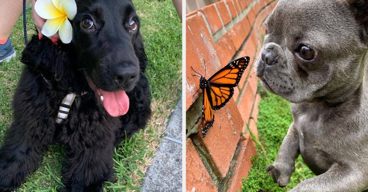 The Best Dog Posts From This Week — July 5, 2019