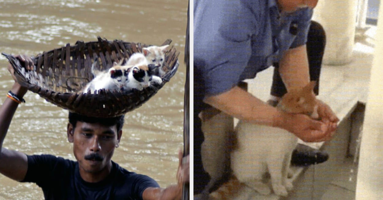 17 People Who Saw A Cat In Need And Came To The Rescue