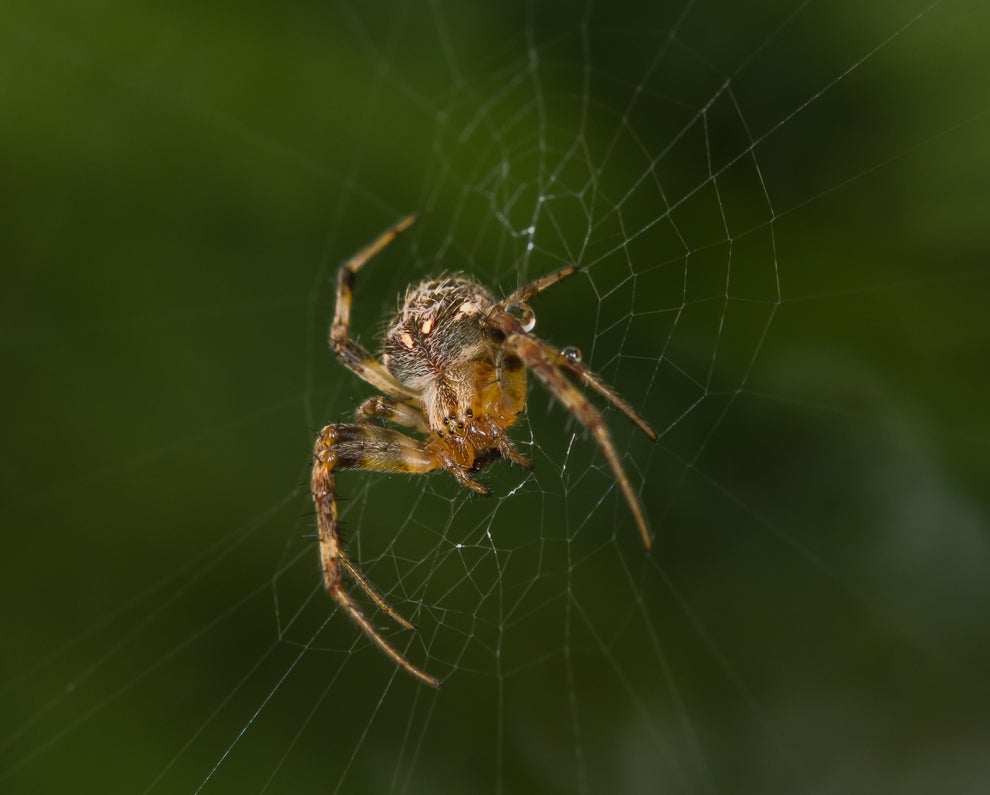 10 Unbelievable Bug Facts You Can Never Unhear