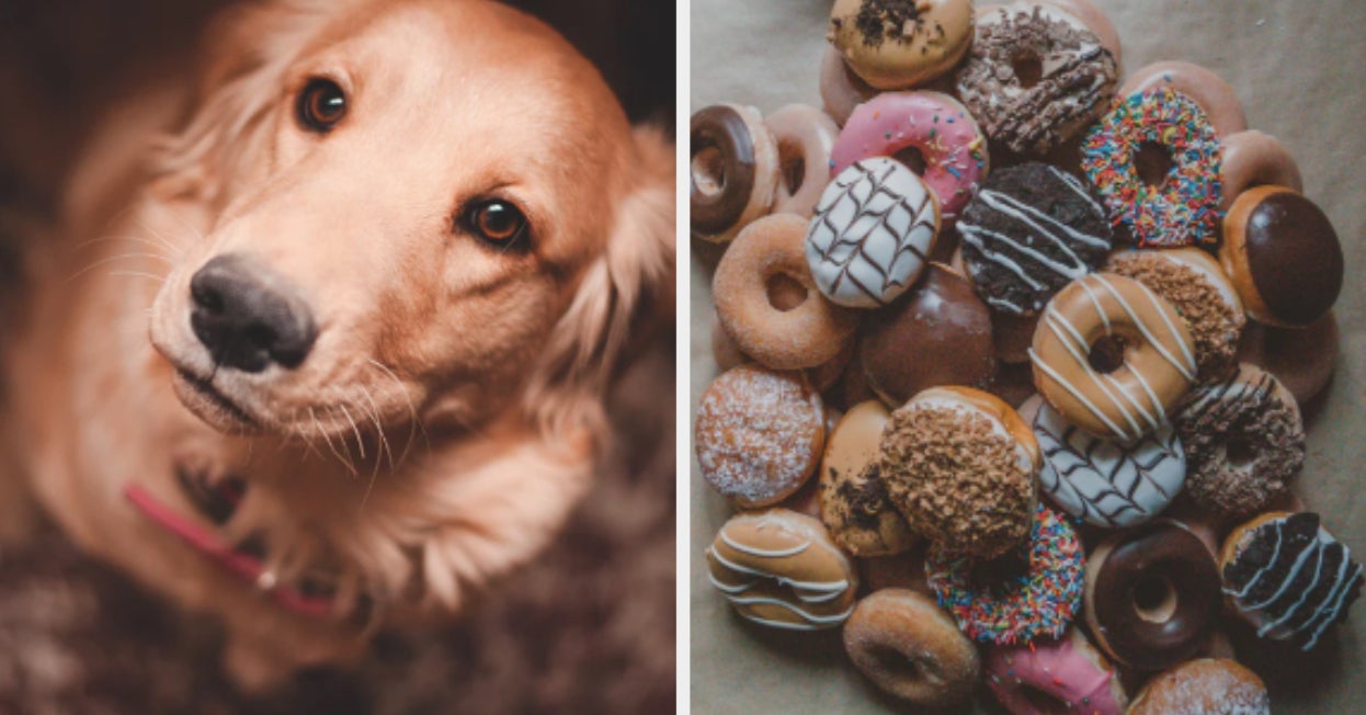 The Donuts You Eat Will Reveal What Type Of Dog You Should Get