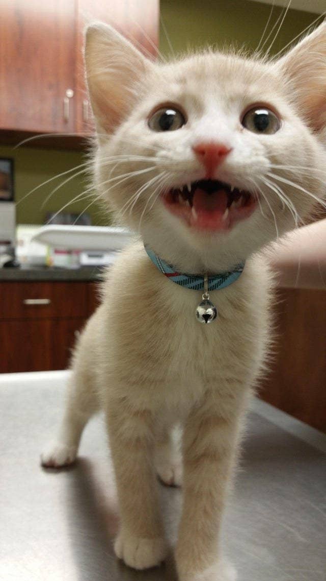 cat funny teeth