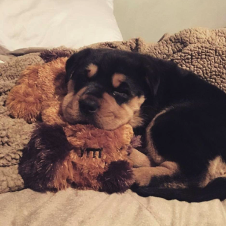 I Guarantee You Will Find Your Pet's New Favorite Toy In This Post