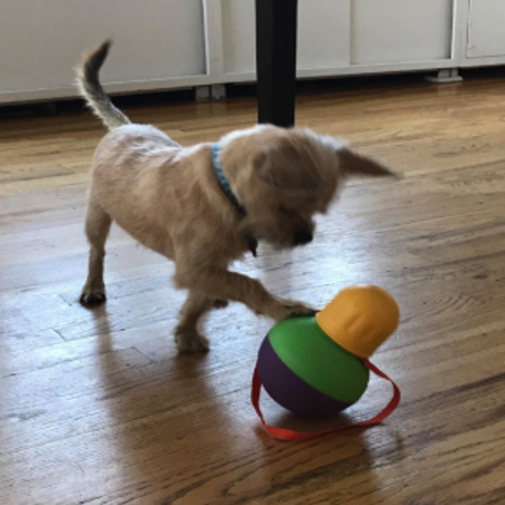 I Guarantee You Will Find Your Pet's New Favorite Toy In This Post