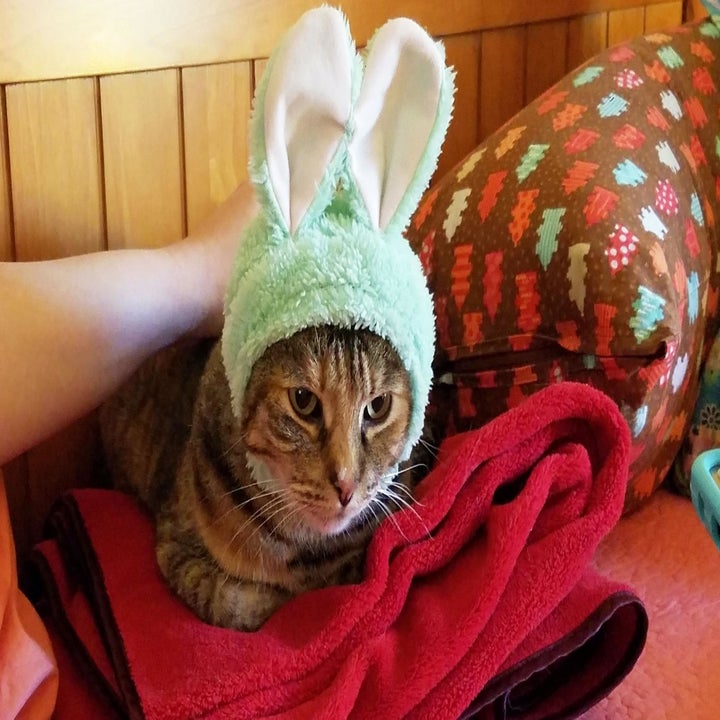 30 Incredibly Adorable Things You'll Want In Your Life