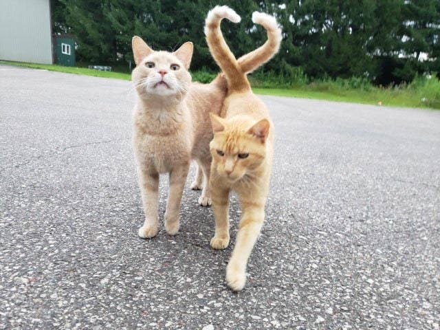 The Best Cat Posts From This Week — August 16, 2019