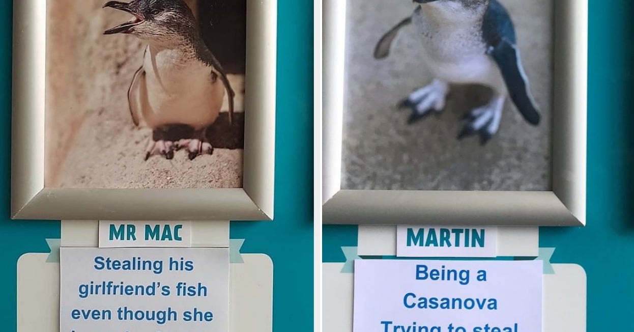 National Aquarium Of NZ: Good And Naughty Penguins Of The Month