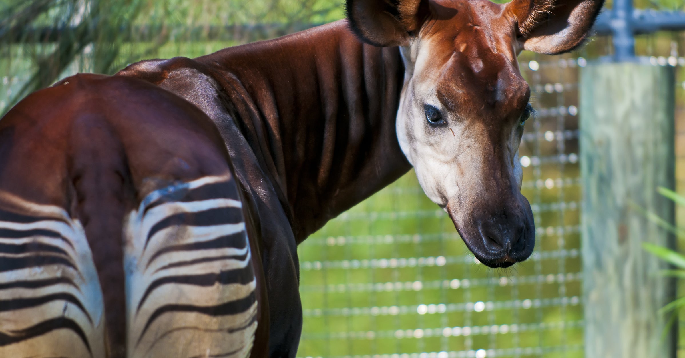 If You Were A Strange, Underrated Animal, Which One Would You Be?