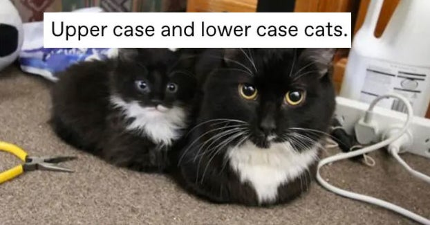 16 Animal Tumblr Posts That Are Just Very Cute