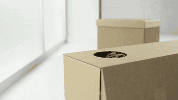 Here’s How To Solve Your Pest Problems Without Causing Pet Problems