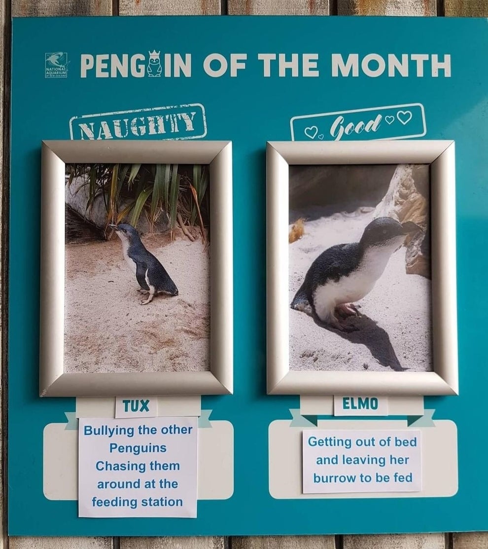 National Aquarium Of NZ: Good And Naughty Penguins Of The Month