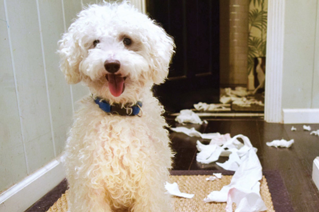These Dogs Making Messes Will Make Your Day