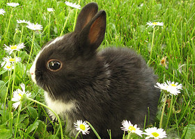 Quiz: ¿Eres más J Balvin o Bad Bunny?