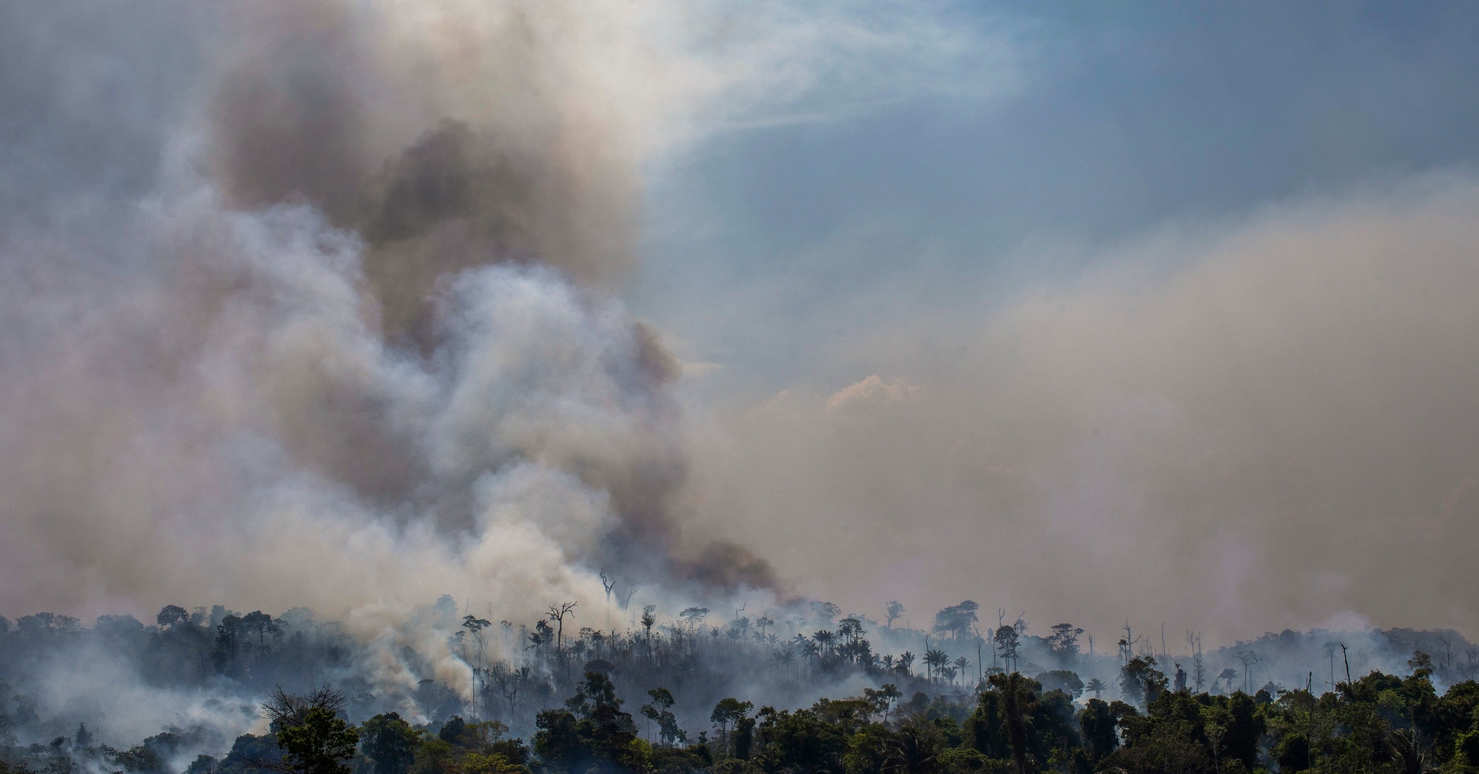 Amazon Rainforest Scientists Saw The Forest Burn 20 Years Ago