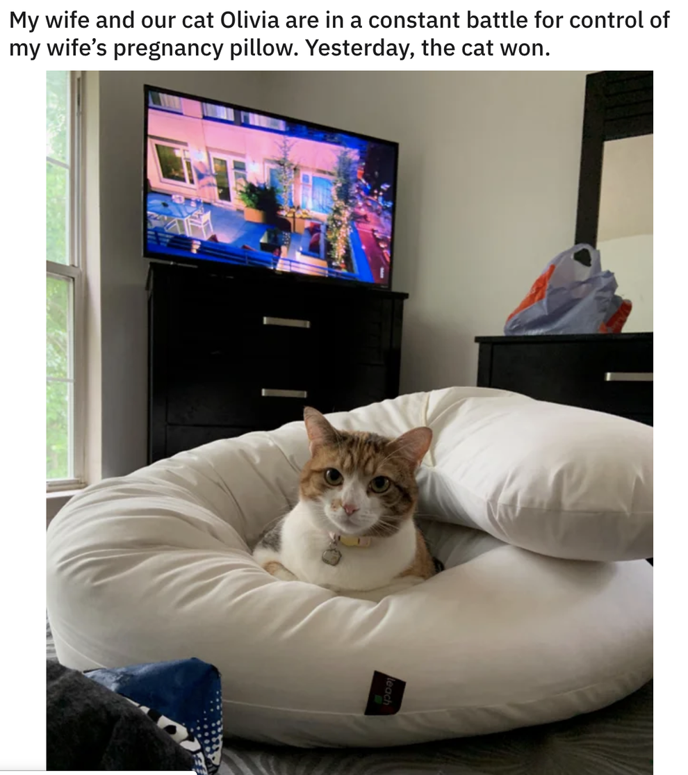 17 Cats That Are As Rude As They Are Cute