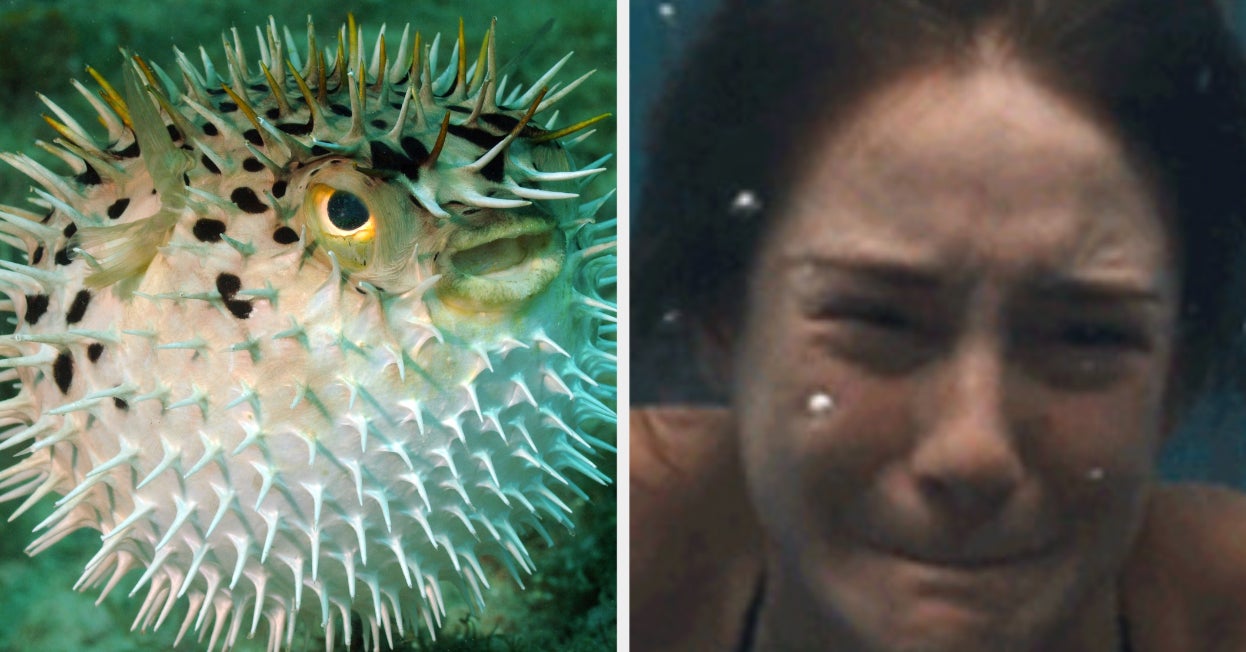 Eight Of These Fish Are Dangerous. Can You Pick The One That Isn't?