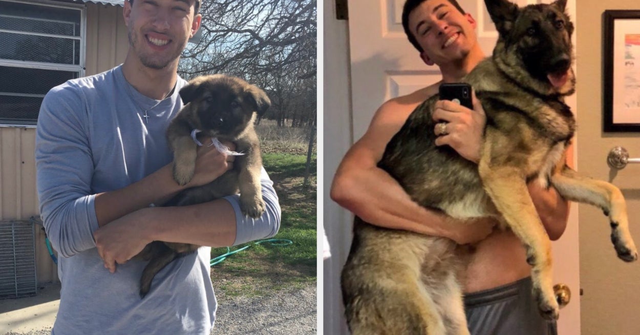19 Puppy-To-Dog Transformations You Need To See Today