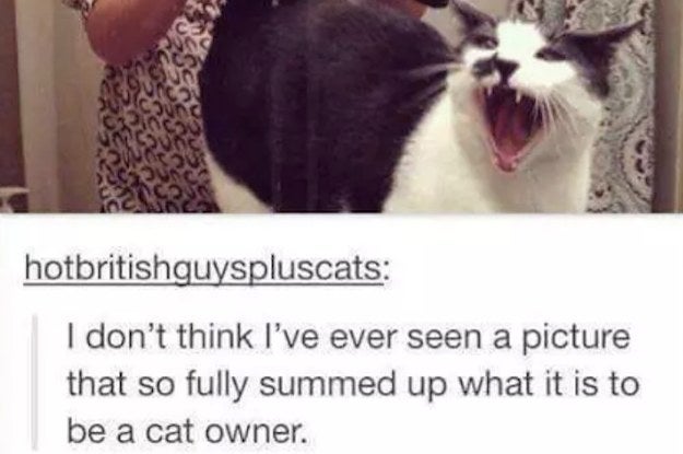 24 Tumblr Posts Every Cat Owner Will Immediately Recognize
