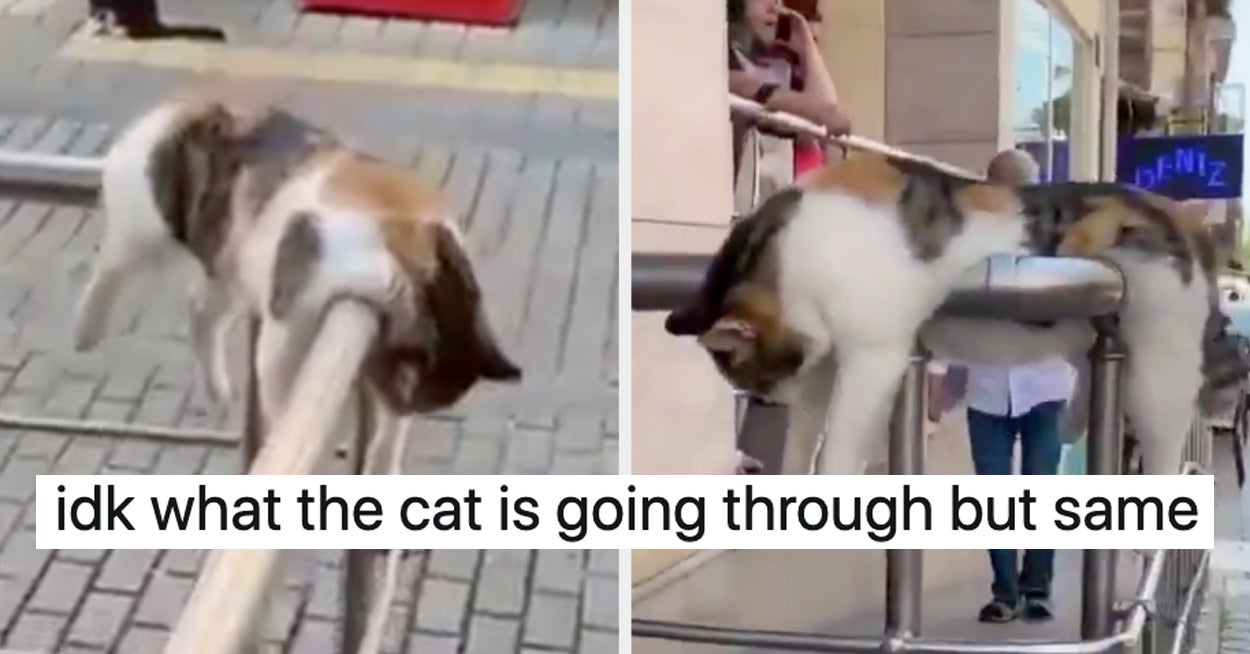The Best Cat Posts From This Week — September 13, 2019