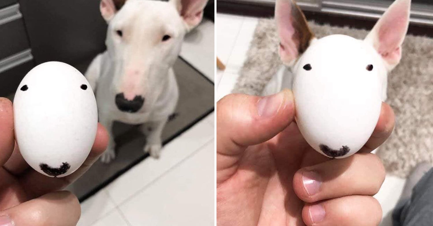 17 Of The Best Dog Posts From This Week