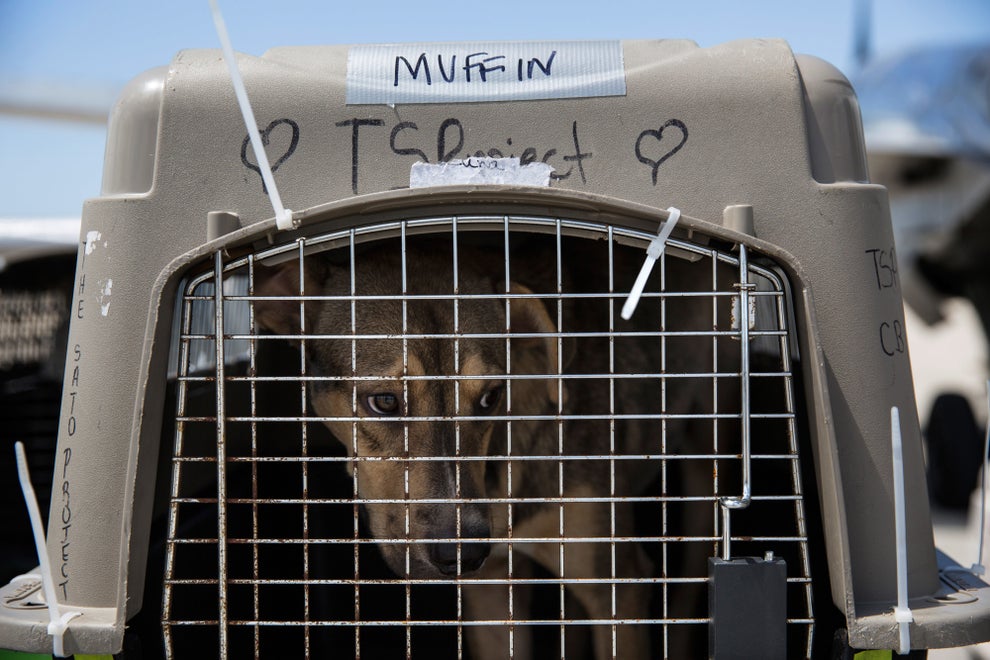 More Than 100 Pets That Survived Hurricane Dorian Coming To US For Adoption
