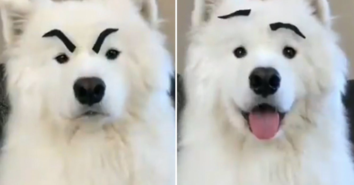 17 Of The Best Dog Posts From This Past Week