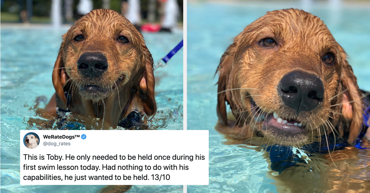 24 Wholesome Animal Tweets To Brighten Your Day