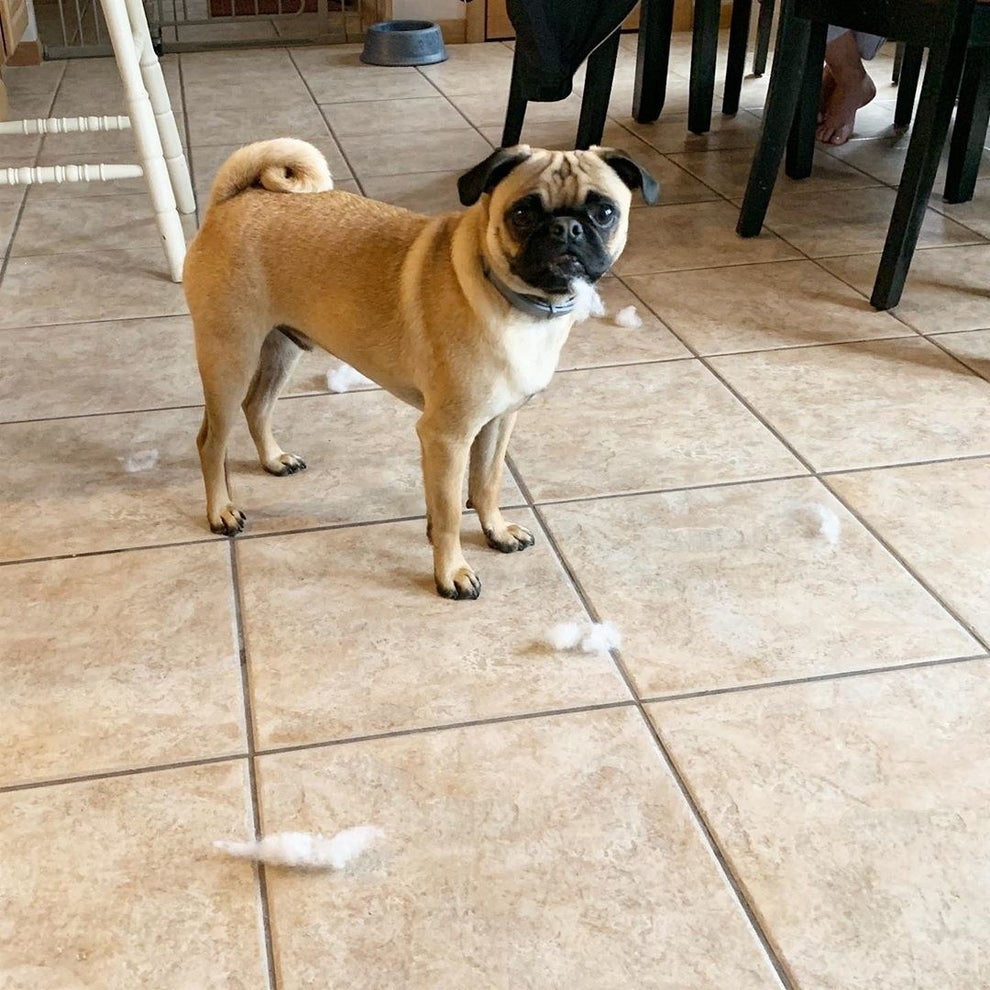 28 Dogs Who Are 1,000% Innocent And Definitely NOT Guilty