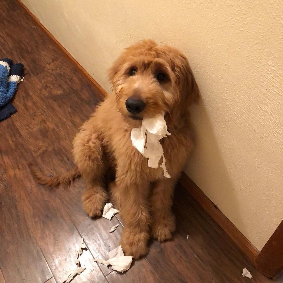 28 Dogs Who Are 1,000% Innocent And Definitely NOT Guilty