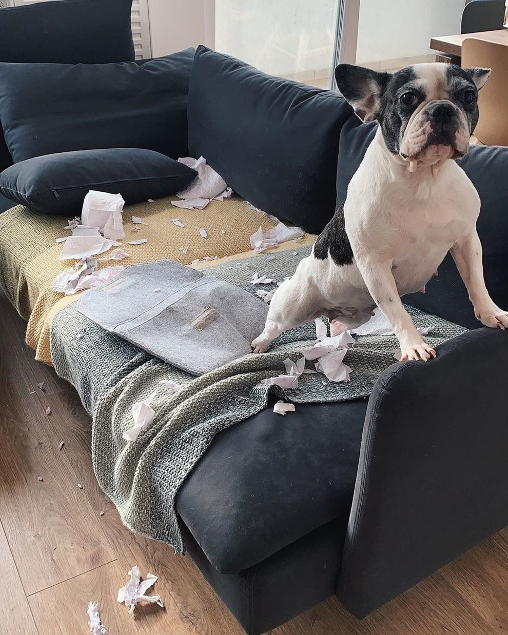 28 Dogs Who Are 1,000% Innocent And Definitely NOT Guilty