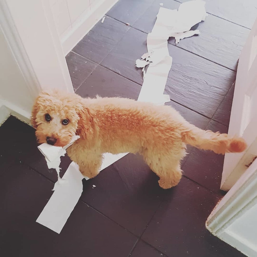 28 Dogs Who Are 1,000% Innocent And Definitely NOT Guilty