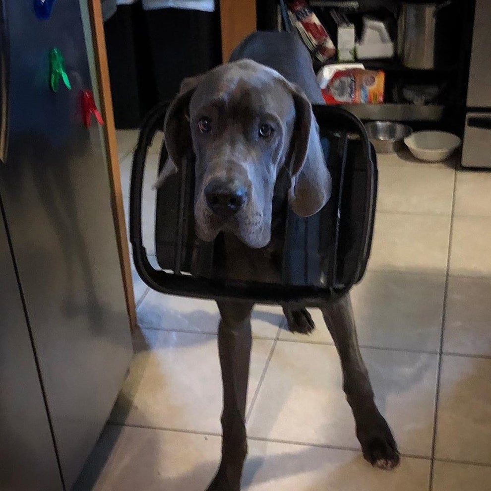 28 Dogs Who Are 1,000% Innocent And Definitely NOT Guilty