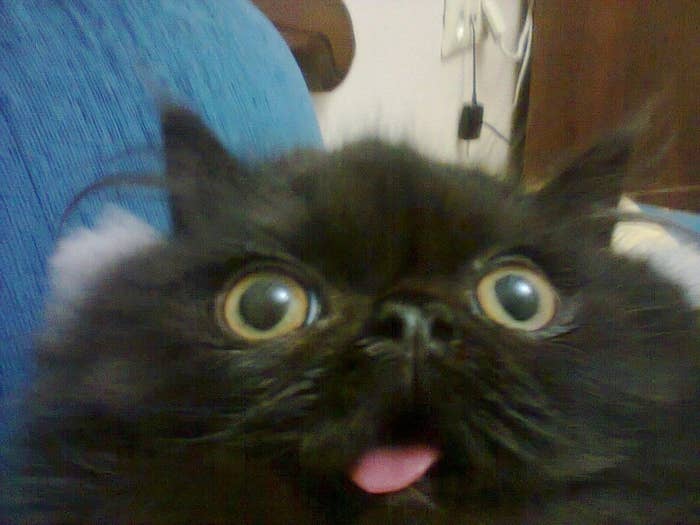 18 Of The Best Cat Posts From This Week