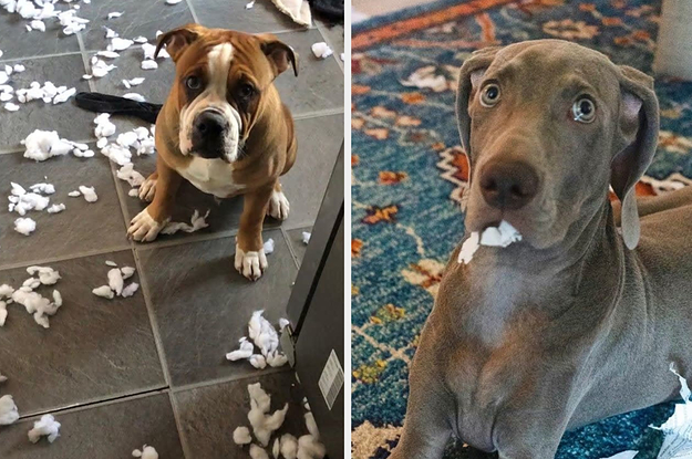 28 Dogs Who Are 1000% Innocent And Definitely NOT Guilty