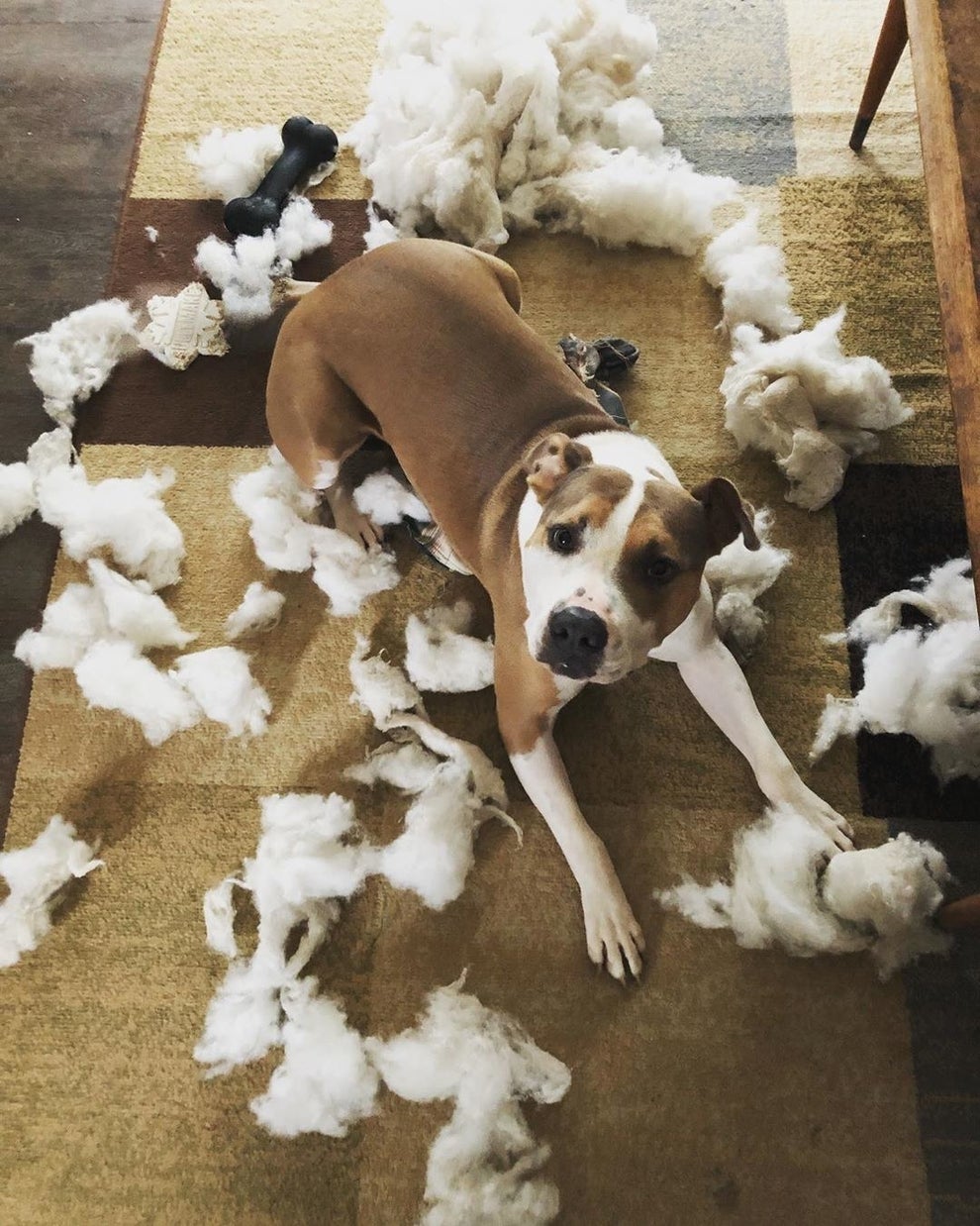 28 Dogs Who Are 1,000% Innocent And Definitely NOT Guilty