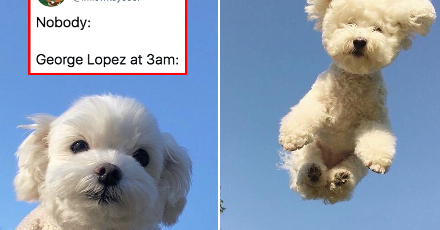 15 Of The Best Dog Posts From This Week
