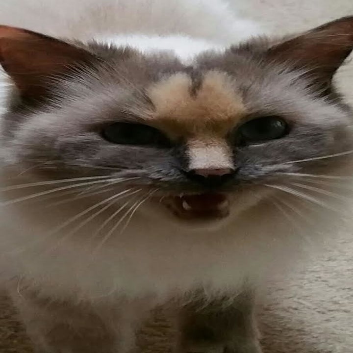 Australian Cat With Penis-Shaped Marking Up For Adoption