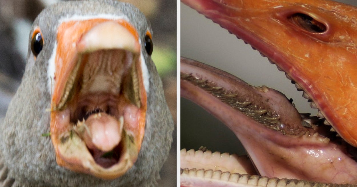 I Just Learned Geese Have Teeth On Their Tongues And I Hate It
