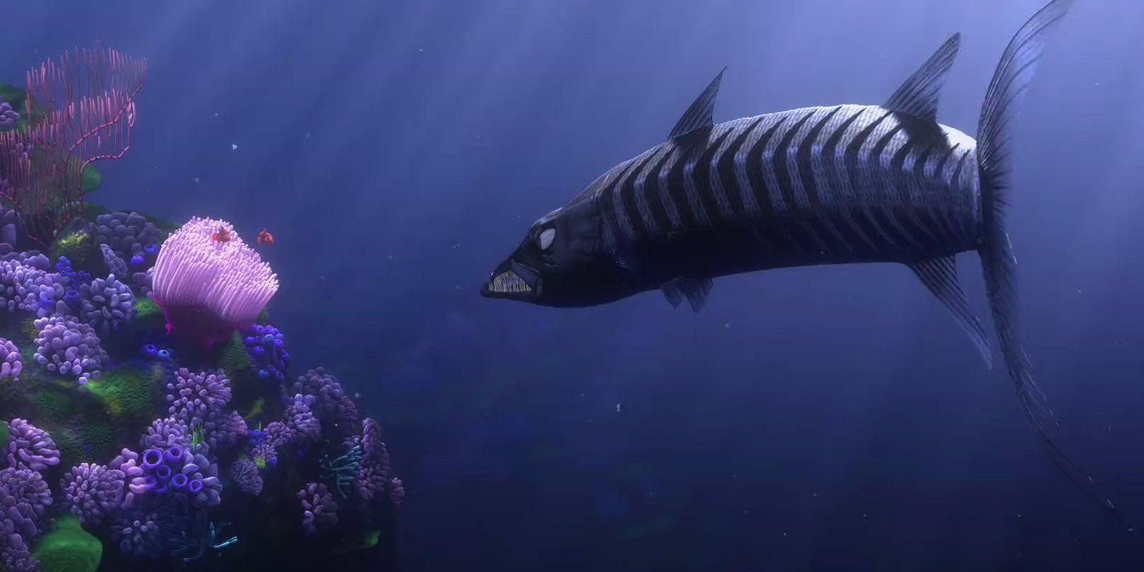 barracuda eats nemo