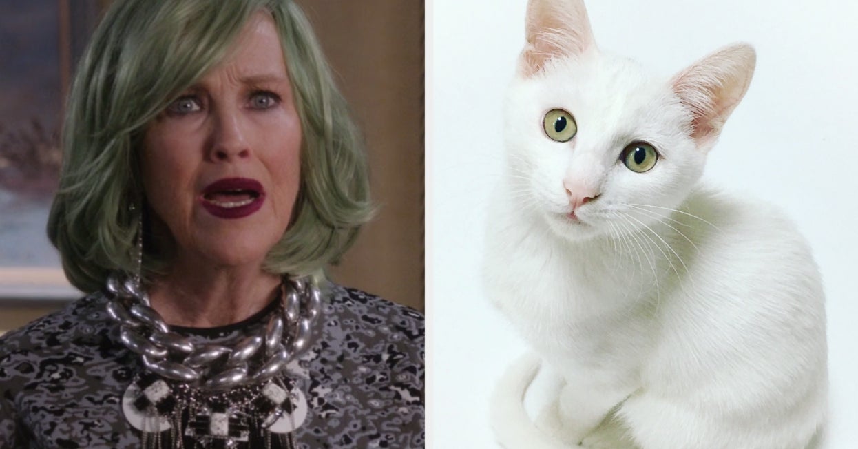 Choose Some Cats And We'll Guess Your Age With 99% Accuracy