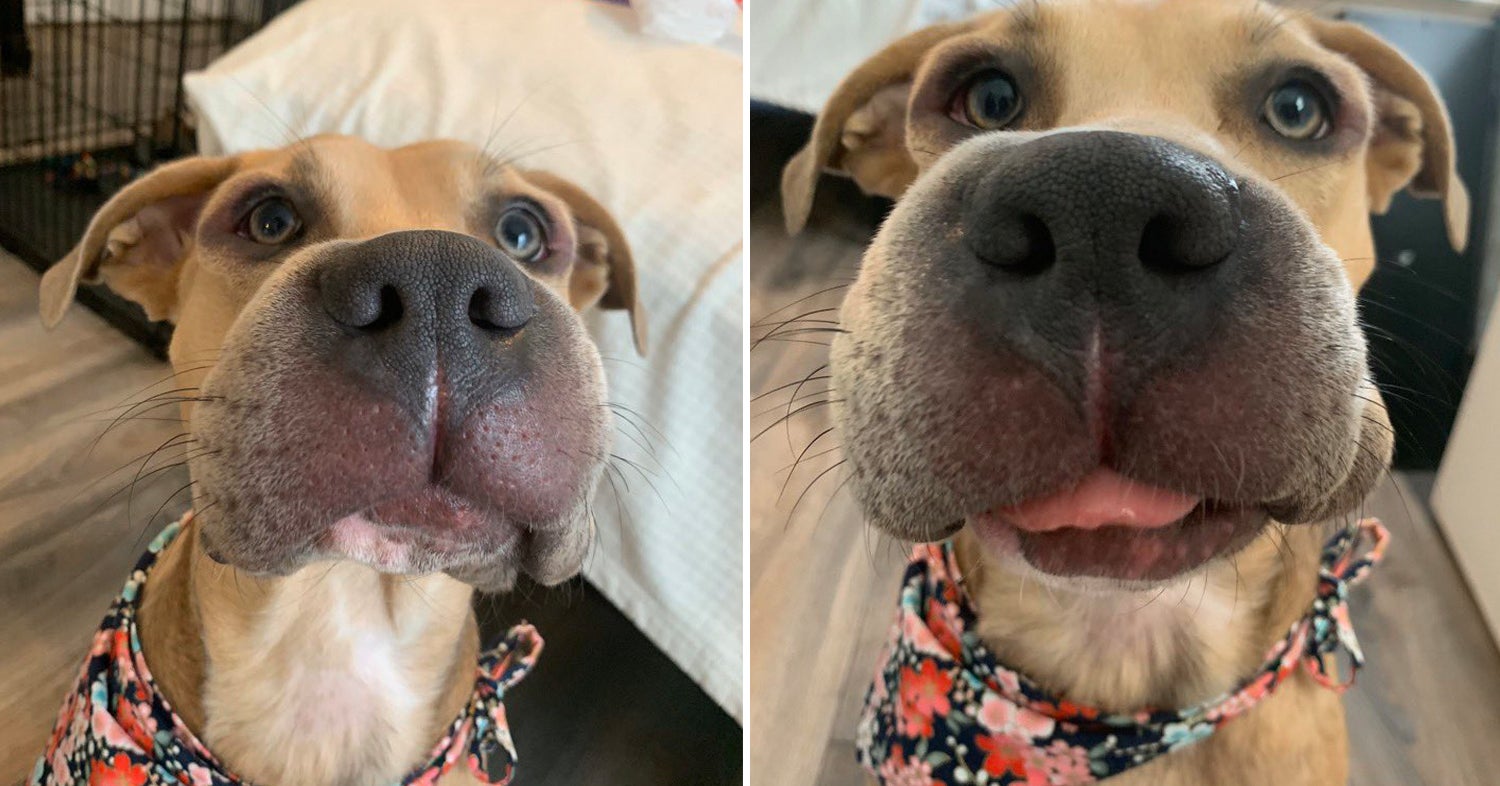 21 Dog Posts To Sustain You Through The Week