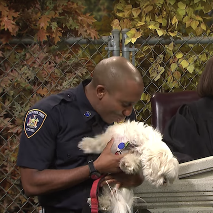 The Dogs In This "SNL" Sketch Kept Making The Cast Break Character And ...