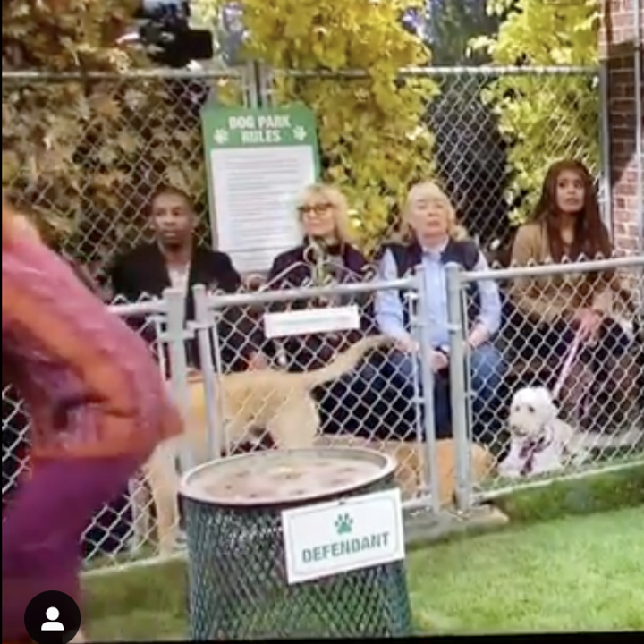 The Dogs In This "SNL" Sketch Kept Making The Cast Break Character And ...