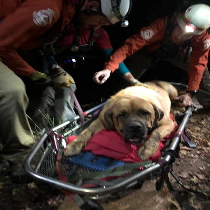 A Big Dog Named Floyd Got Stuck Hiking And Had To Be Rescued