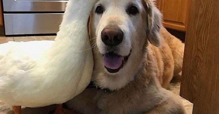 100 Wholesome Pictures That You Absolutely Need Today