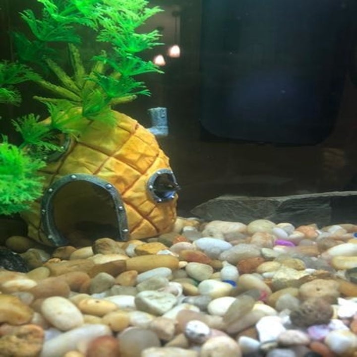 26 Things From Chewy That Pets Truly Love