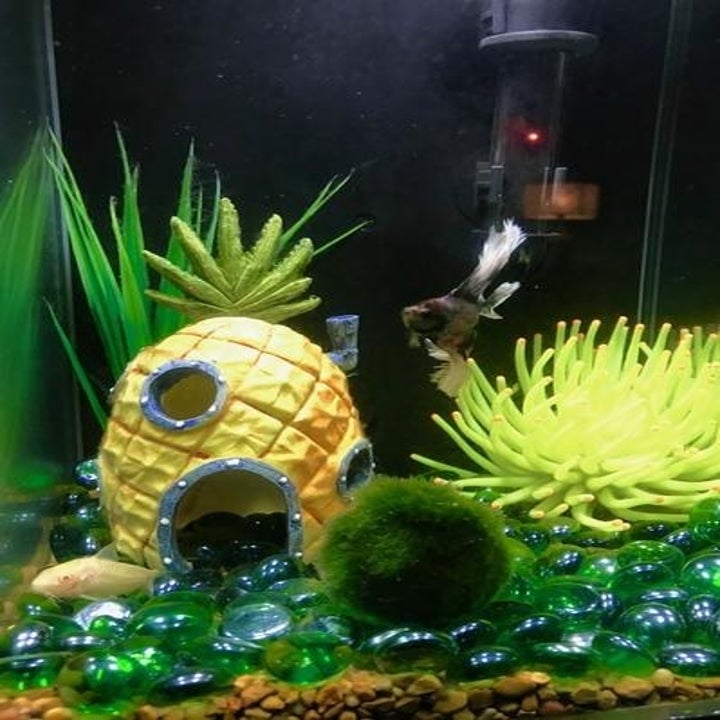 26 Things From Chewy That Pets Truly Love