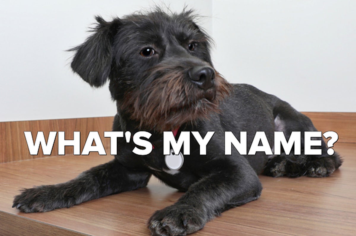 Famous Mustache Dog
